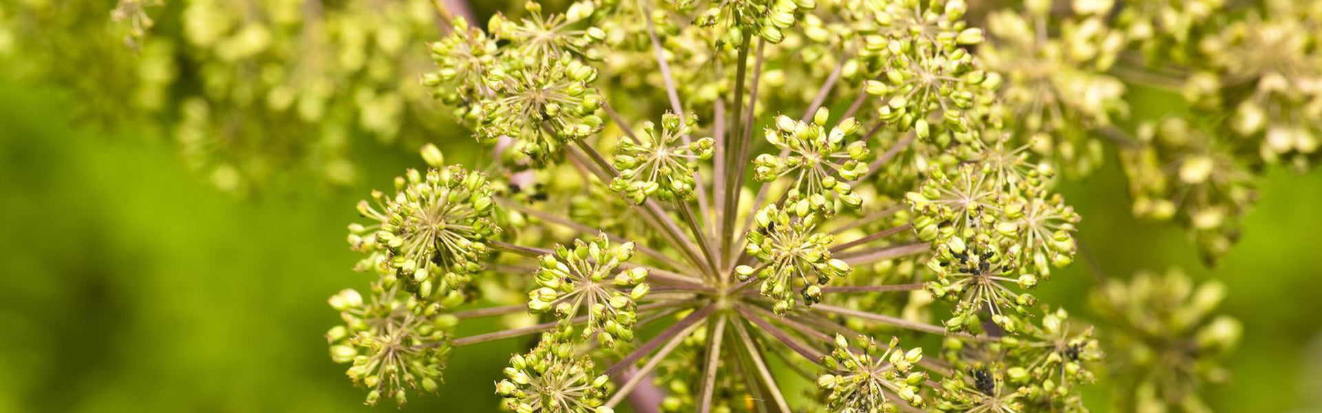 Angélique, plante aromatique – Phytoceutic