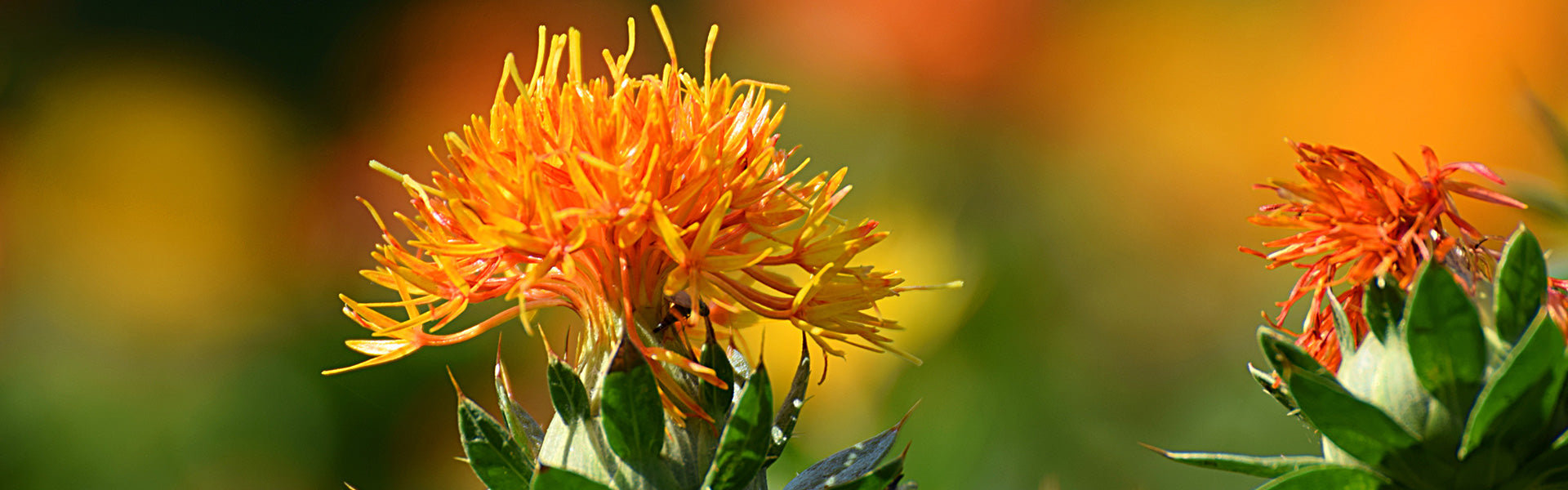 Carthame, plante épineuse – Phytoceutic