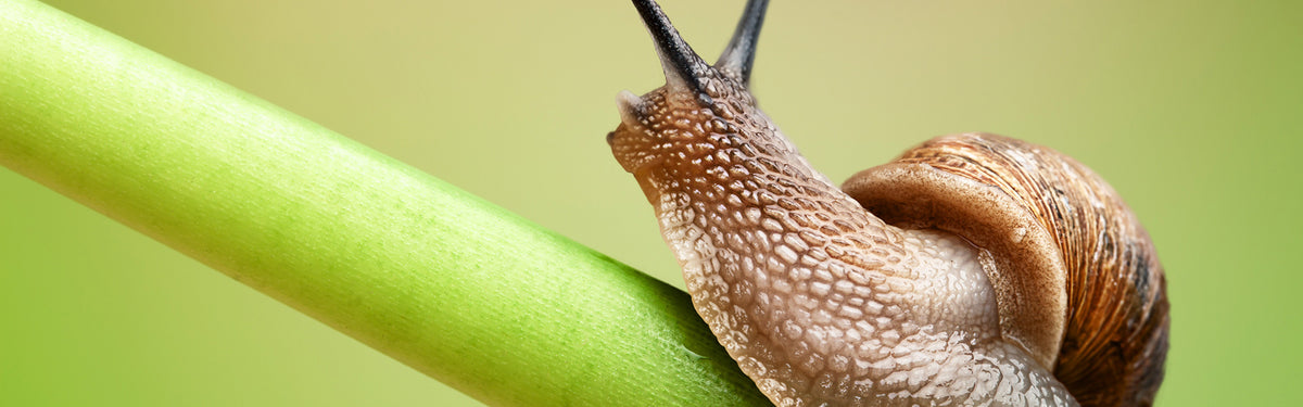 Bave d'escargot : tous les bienfaits – Phytoceutic