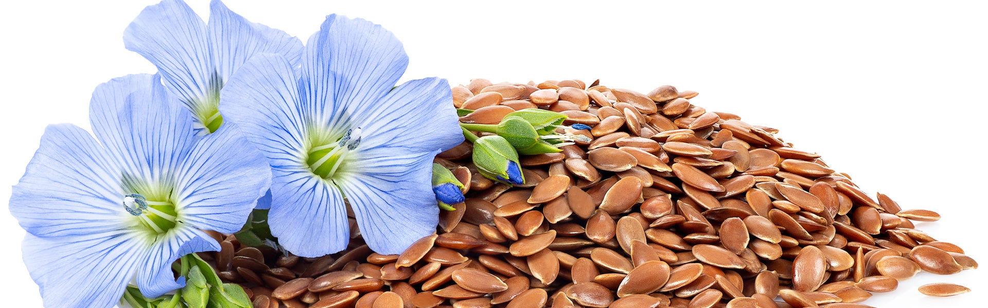 Lin, plante herbacée, graines – Phytoceutic