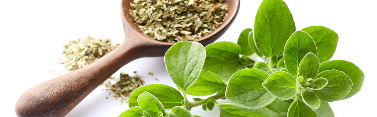 Marjolaine, plante aromatique – Phytoceutic